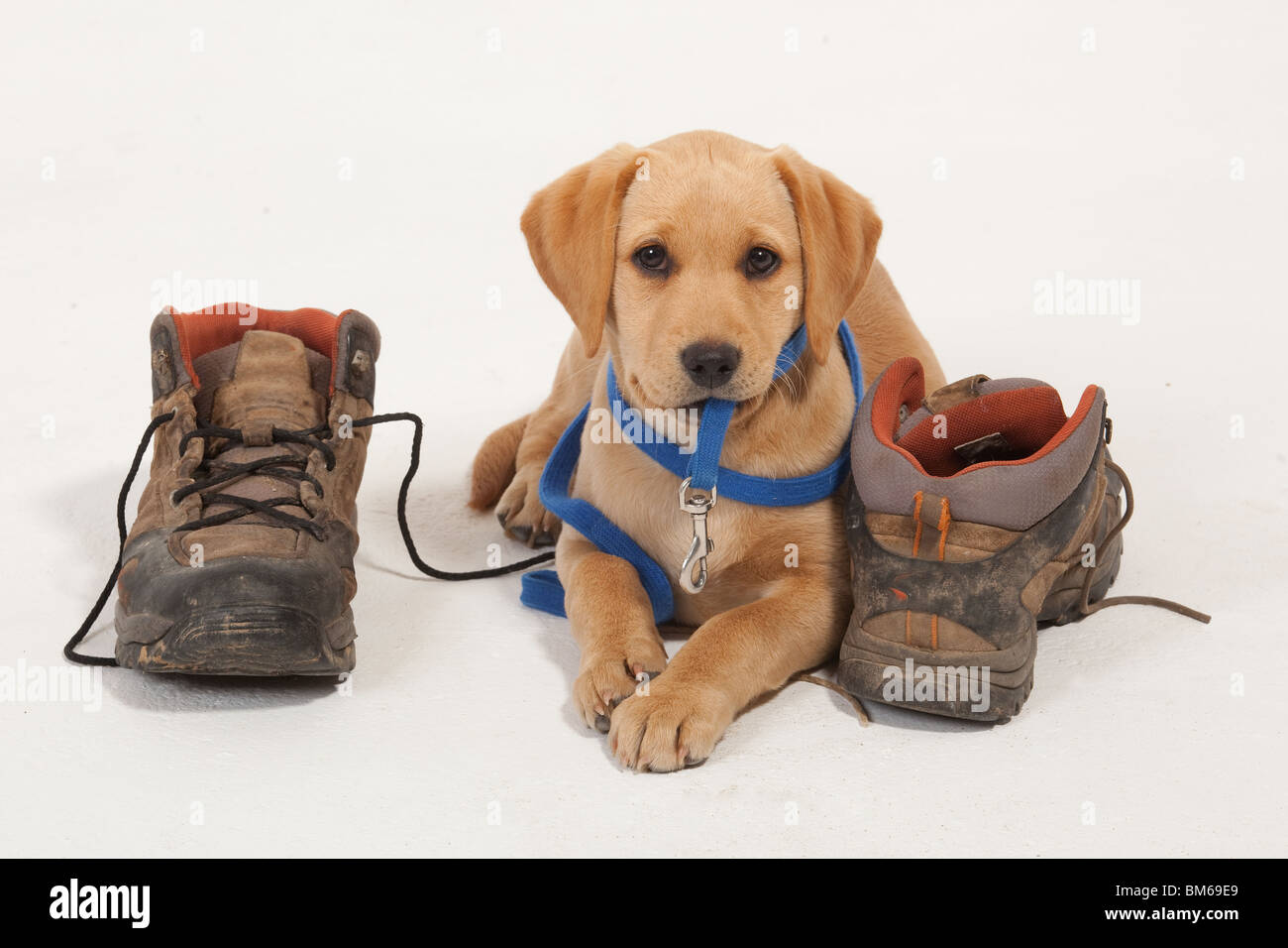 Yellow Labrador Puppy playing with boots Stock Photo - Alamy