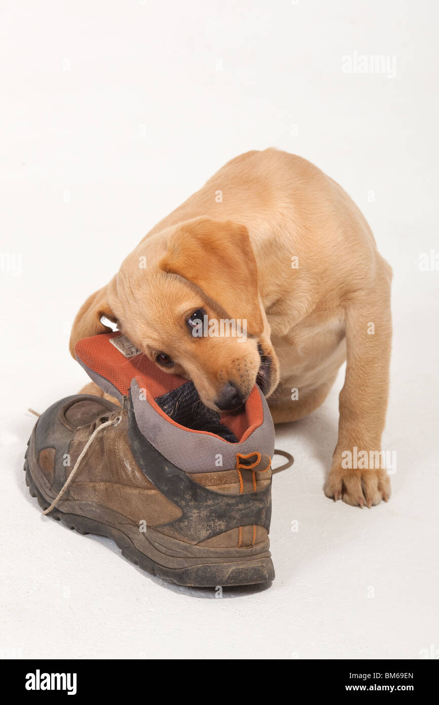Lab puppy chewing hi-res stock photography and images - Alamy