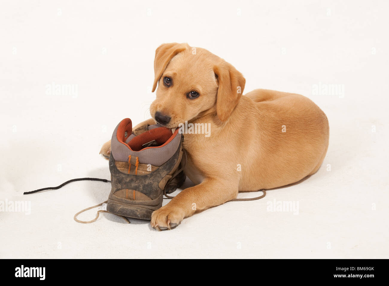 Yellow Labrador Puppy playing with boots Stock Photo - Alamy