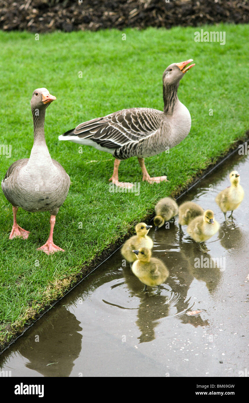 Paddling in puddle hi-res stock photography and images - Alamy