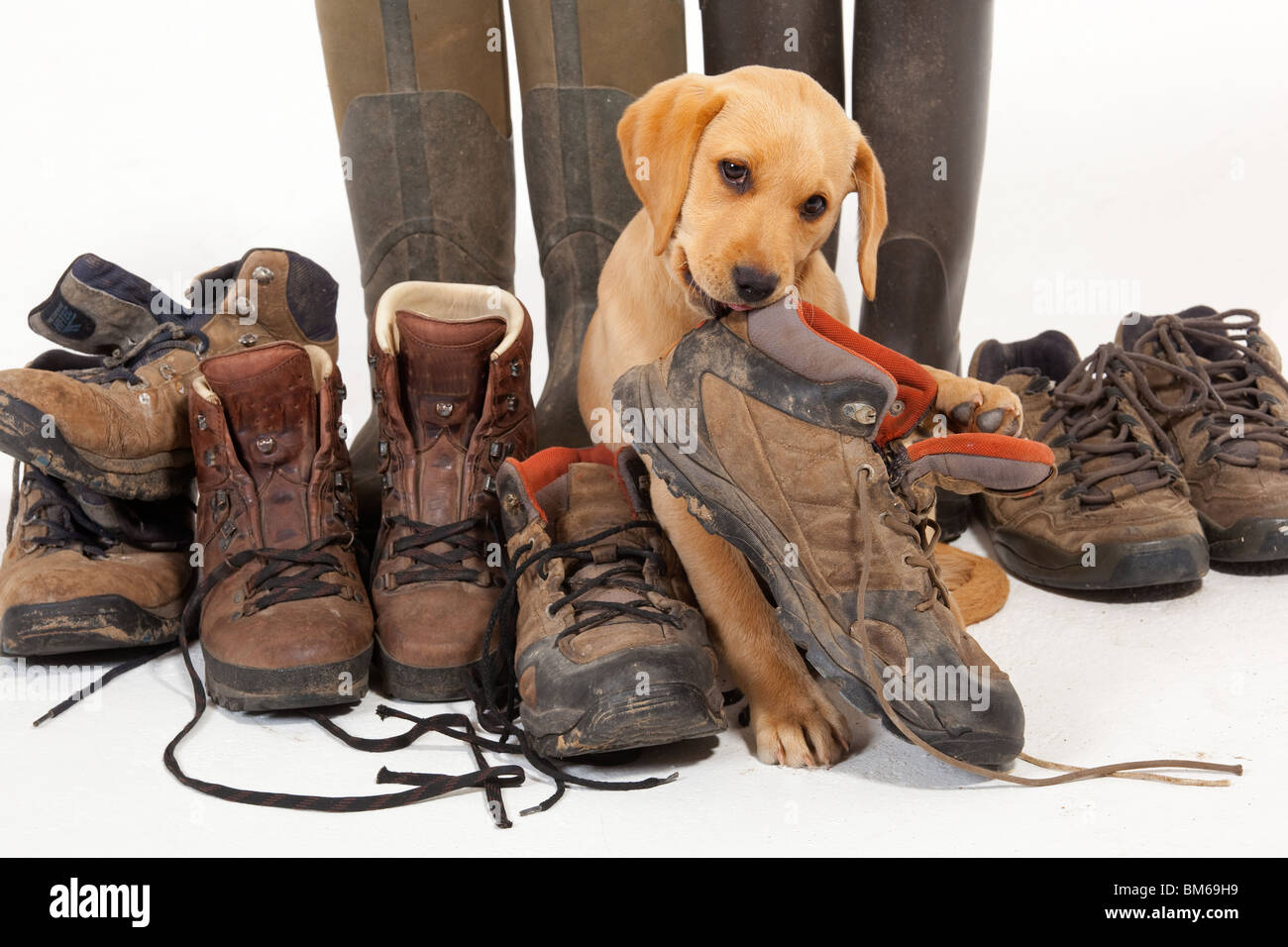 Yellow Labrador Puppy playing with boots Stock Photo - Alamy