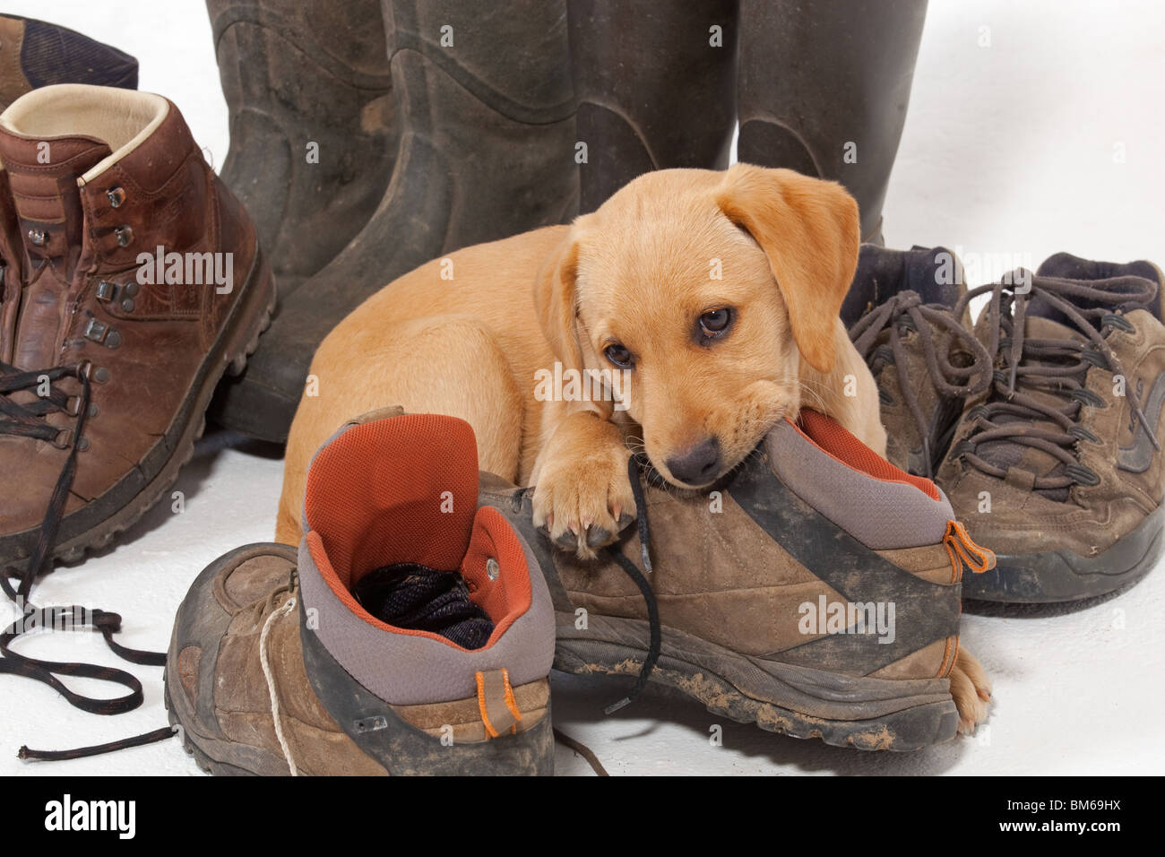 Yellow Labrador Puppy playing with boots Stock Photo - Alamy