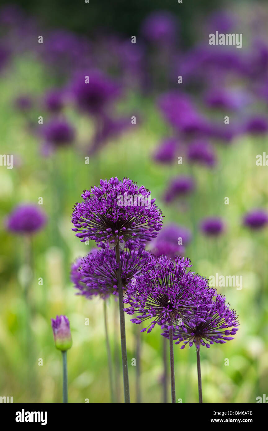 Allium hollandicum 'Purple Sensation'. Ornamental Onion flowers Stock ...
