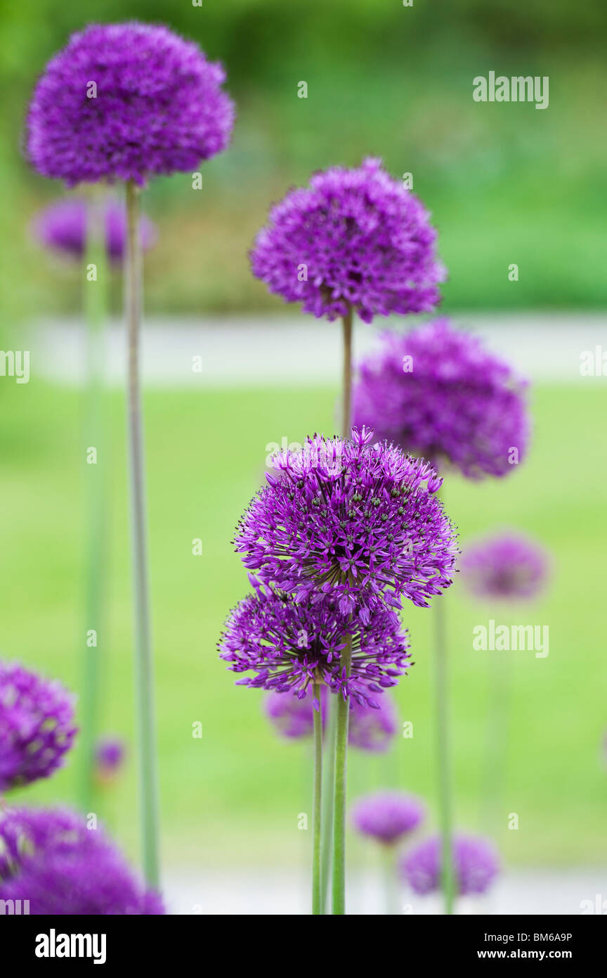 Allium hollandicum 'Purple Sensation'. Ornamental Onion flowers Stock ...