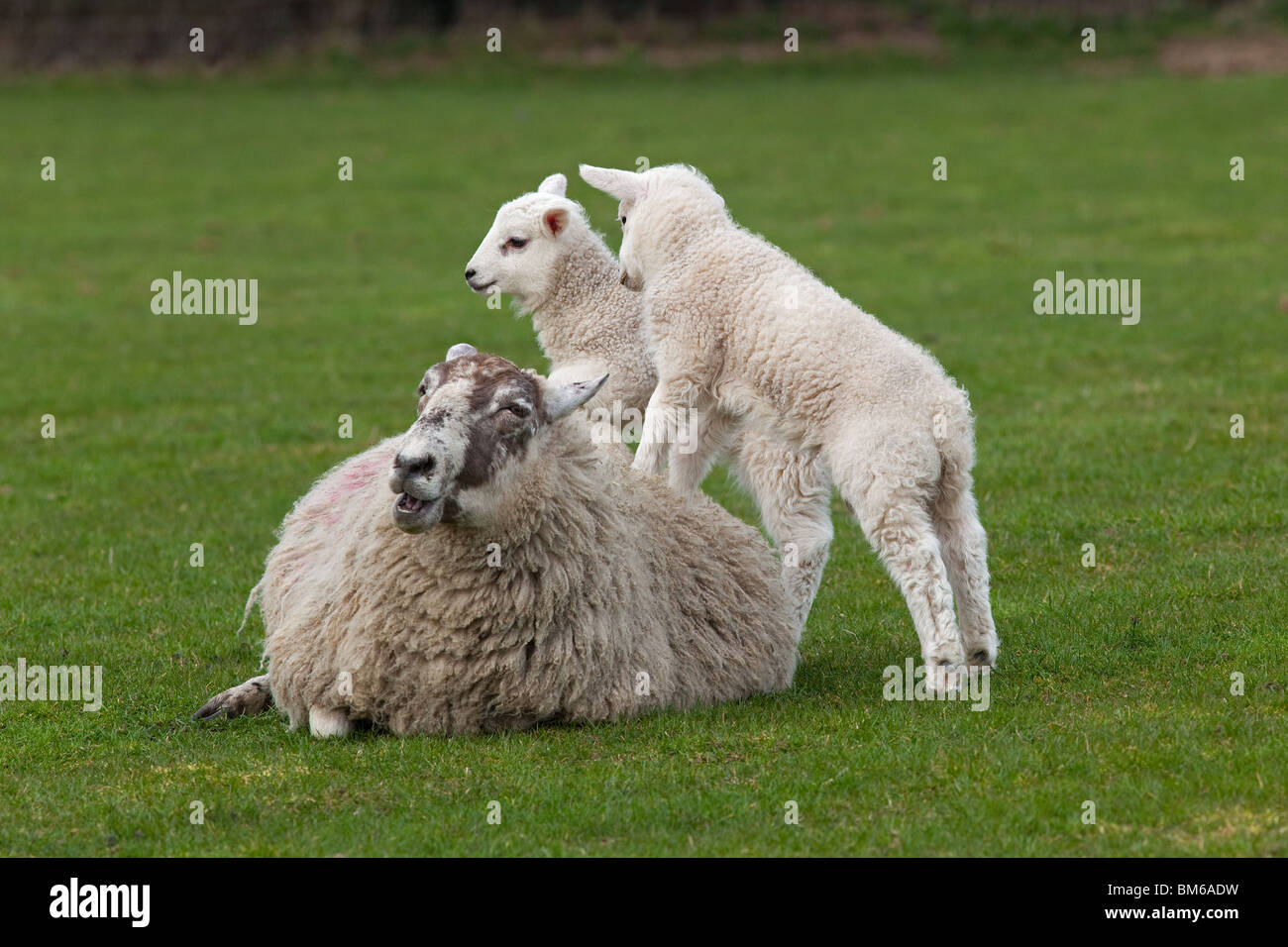 Lambs jumping on resting ewe in spring Stock Photo - Alamy