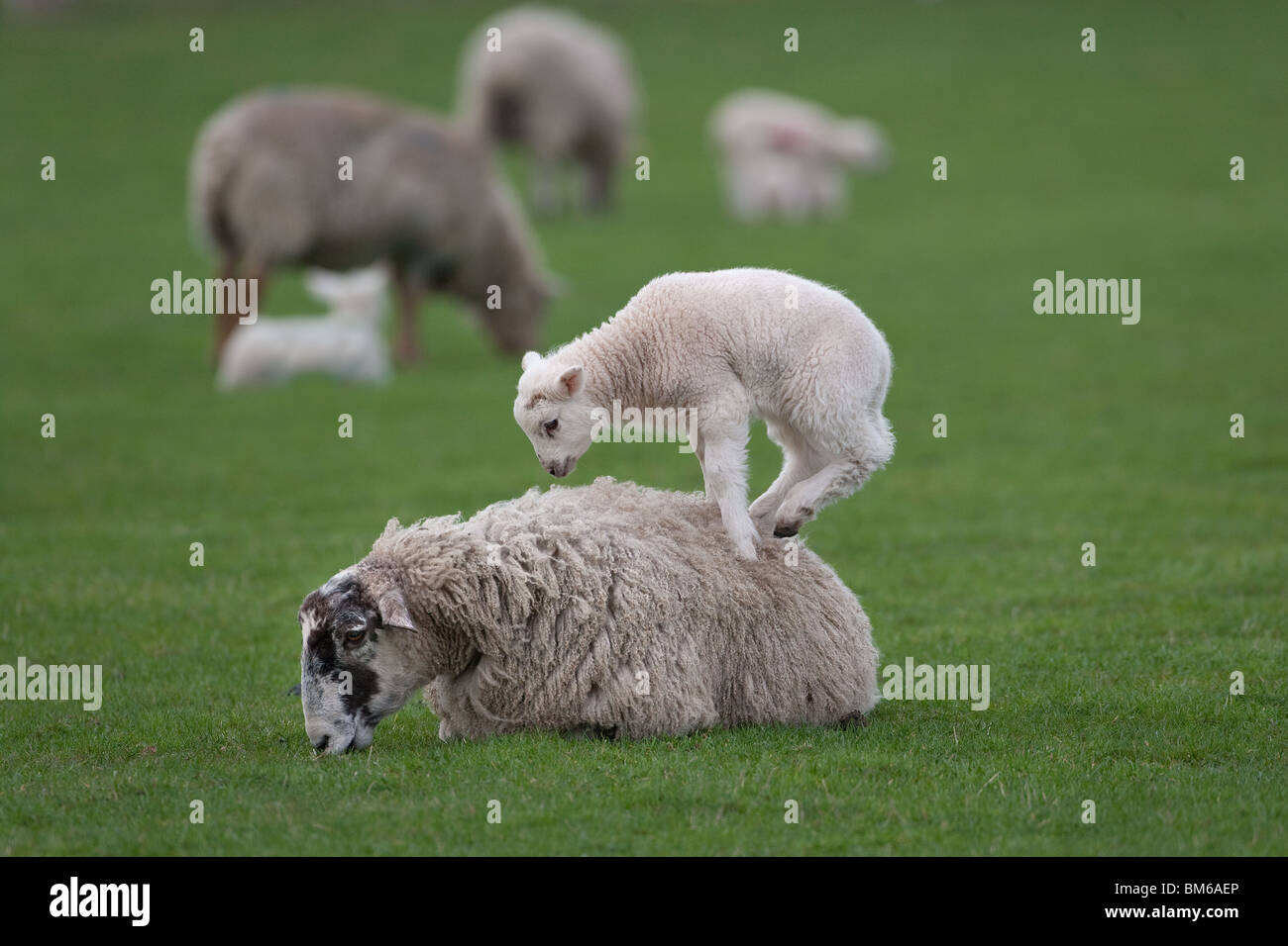 Lambs jumping on resting ewe in spring Stock Photo - Alamy