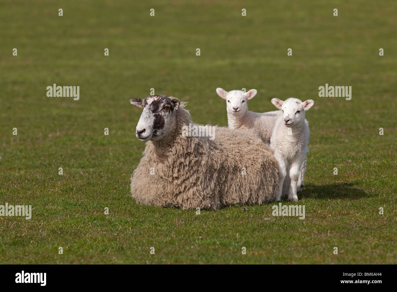 Ewe and playful lambs on spring grass at easter time Stock Photo - Alamy