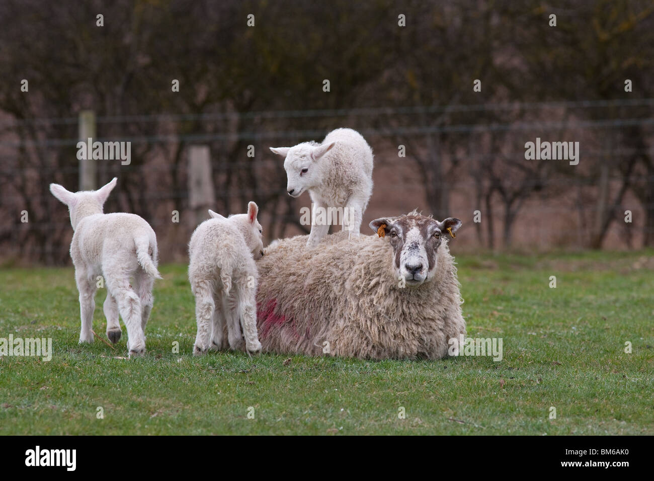 Cute lambs jumping hi-res stock photography and images - Alamy