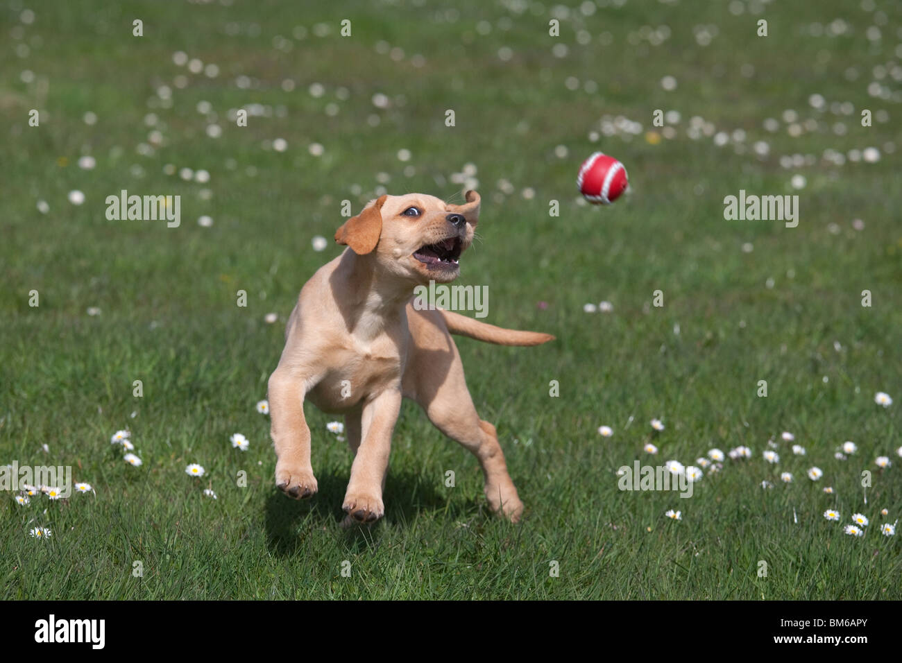 Yellow Labrador Puppy playing with ball Stock Photo - Alamy