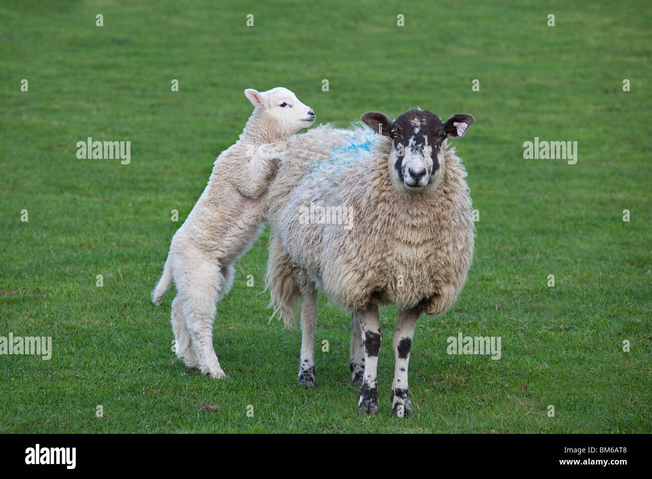 Lamb jumping hi-res stock photography and images - Alamy