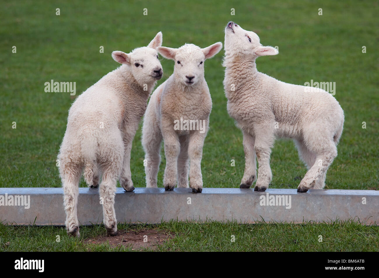 Three Spring Lambs playing and interacting Stock Photo - Alamy
