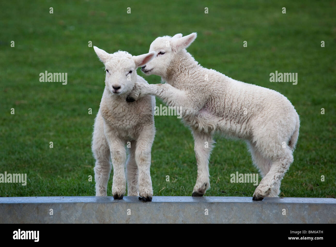 Lambs playing hi-res stock photography and images - Alamy