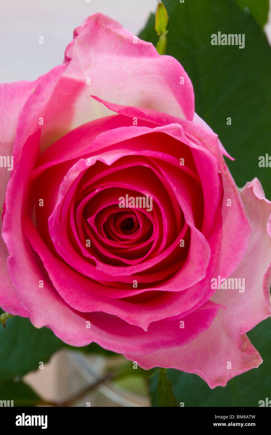 Pink rose in close up Stock Photo - Alamy