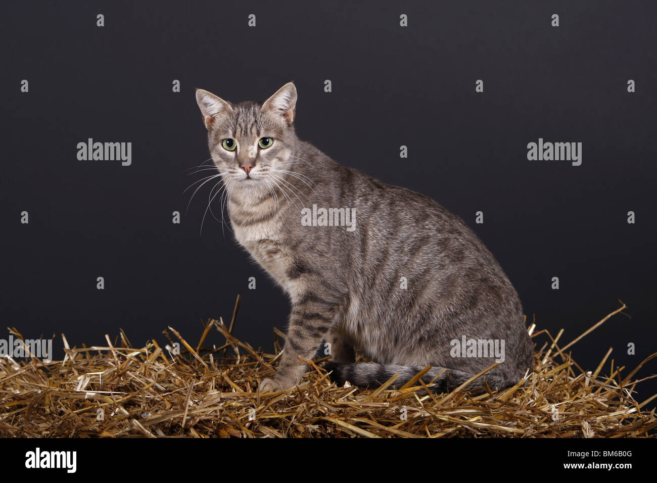 on straw sitting cat Stock Photo - Alamy