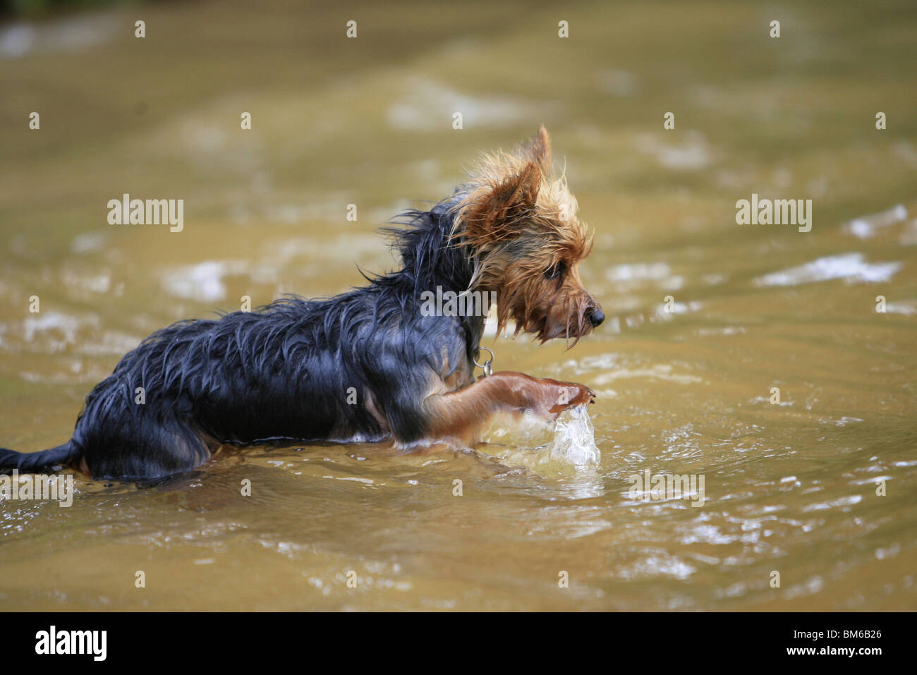 Yorkshire Terrier in water Stock Photo - Alamy