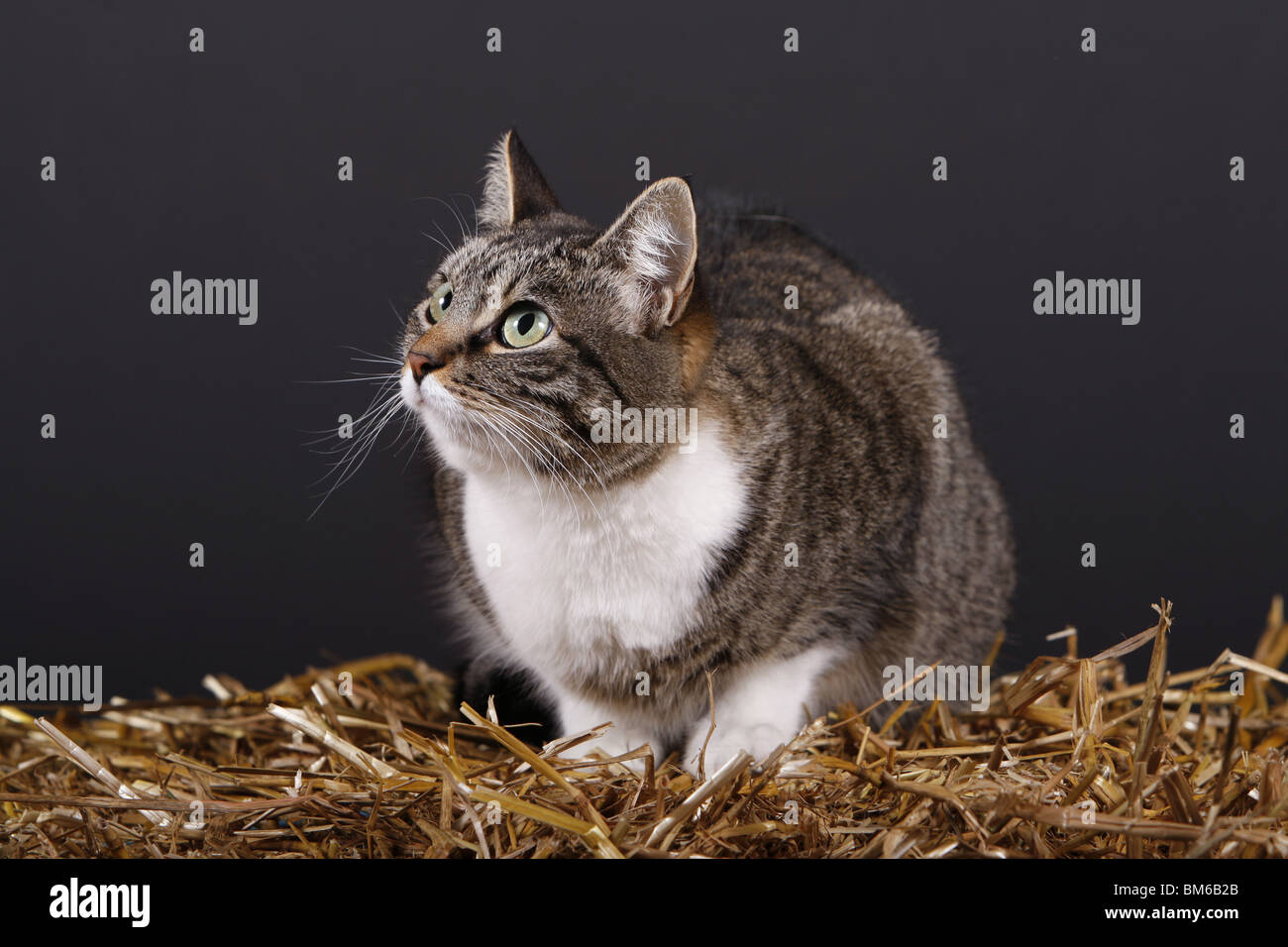 Dometic cats hi-res stock photography and images - Alamy