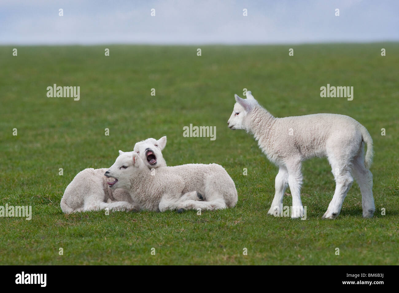 Baby Lambs Playing High Resolution Stock Photography and Images - Alamy