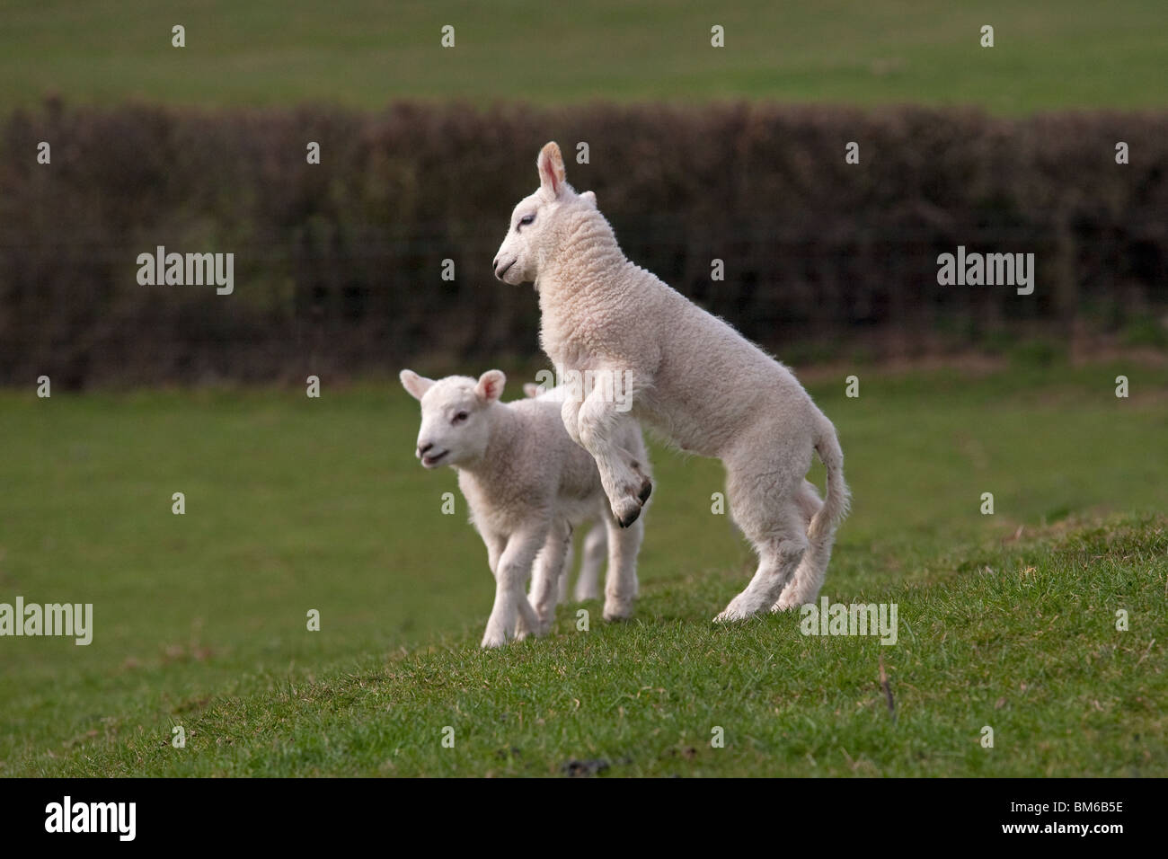 Spring Lambs jumping in Spring time Stock Photo - Alamy