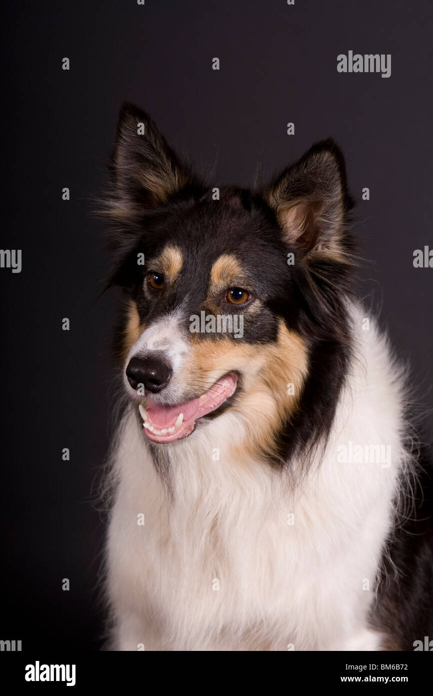 Border Collie Portrait Stock Photo - Alamy