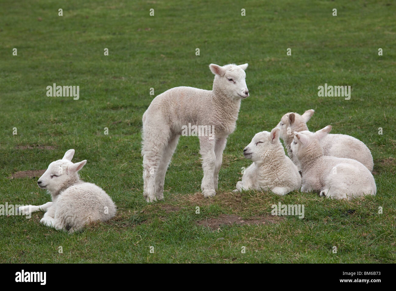 Baby mammals playing hi-res stock photography and images - Alamy