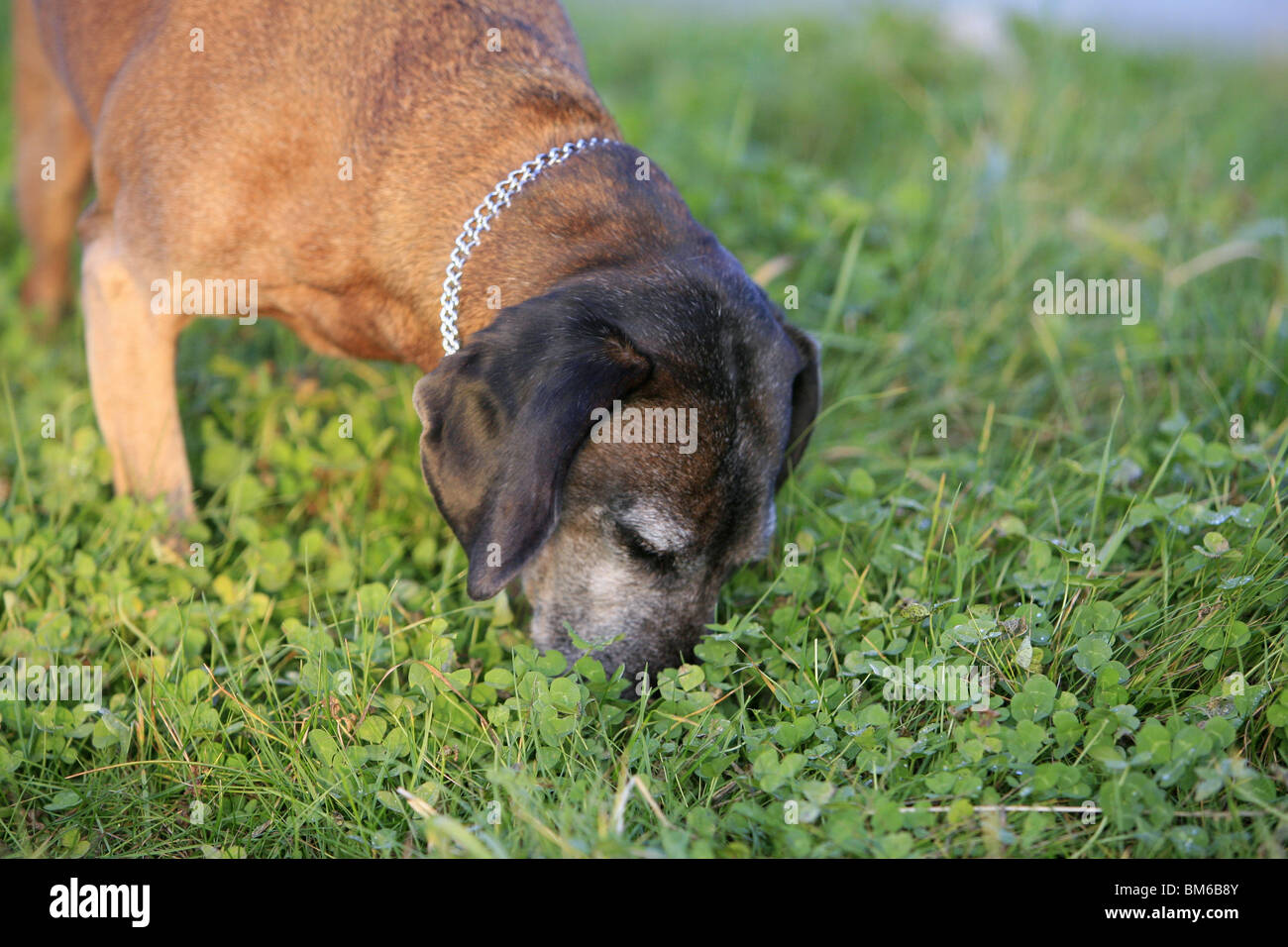 Dog Snuff High Resolution Stock Photography and Images - Alamy