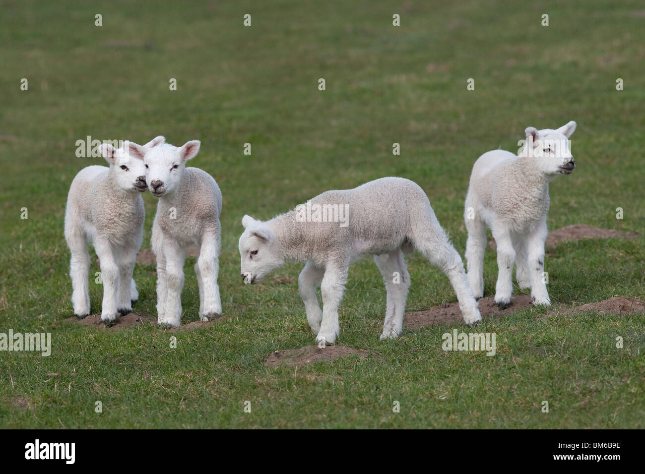 Lamb outside hi-res stock photography and images - Alamy