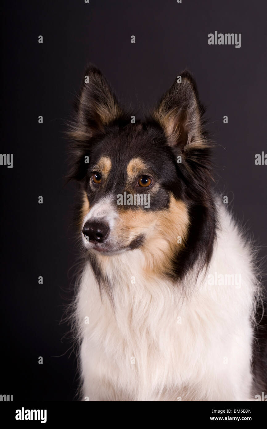 Border Collie Portrait Stock Photo - Alamy