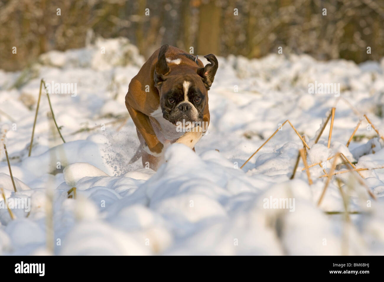 Boxers in action hi-res stock photography and images - Alamy