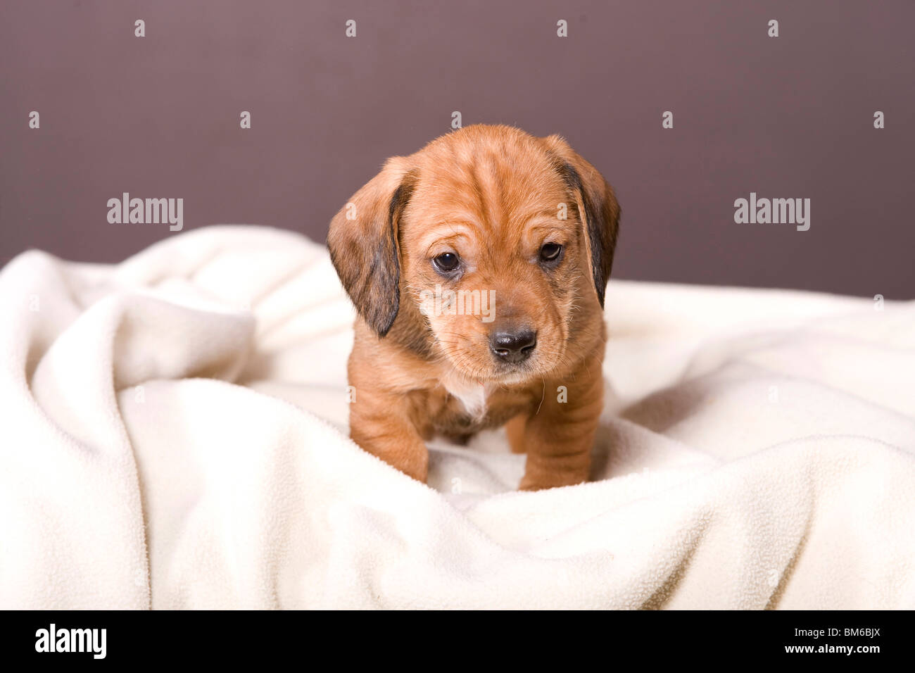 Young puppy hi-res stock photography and images - Alamy