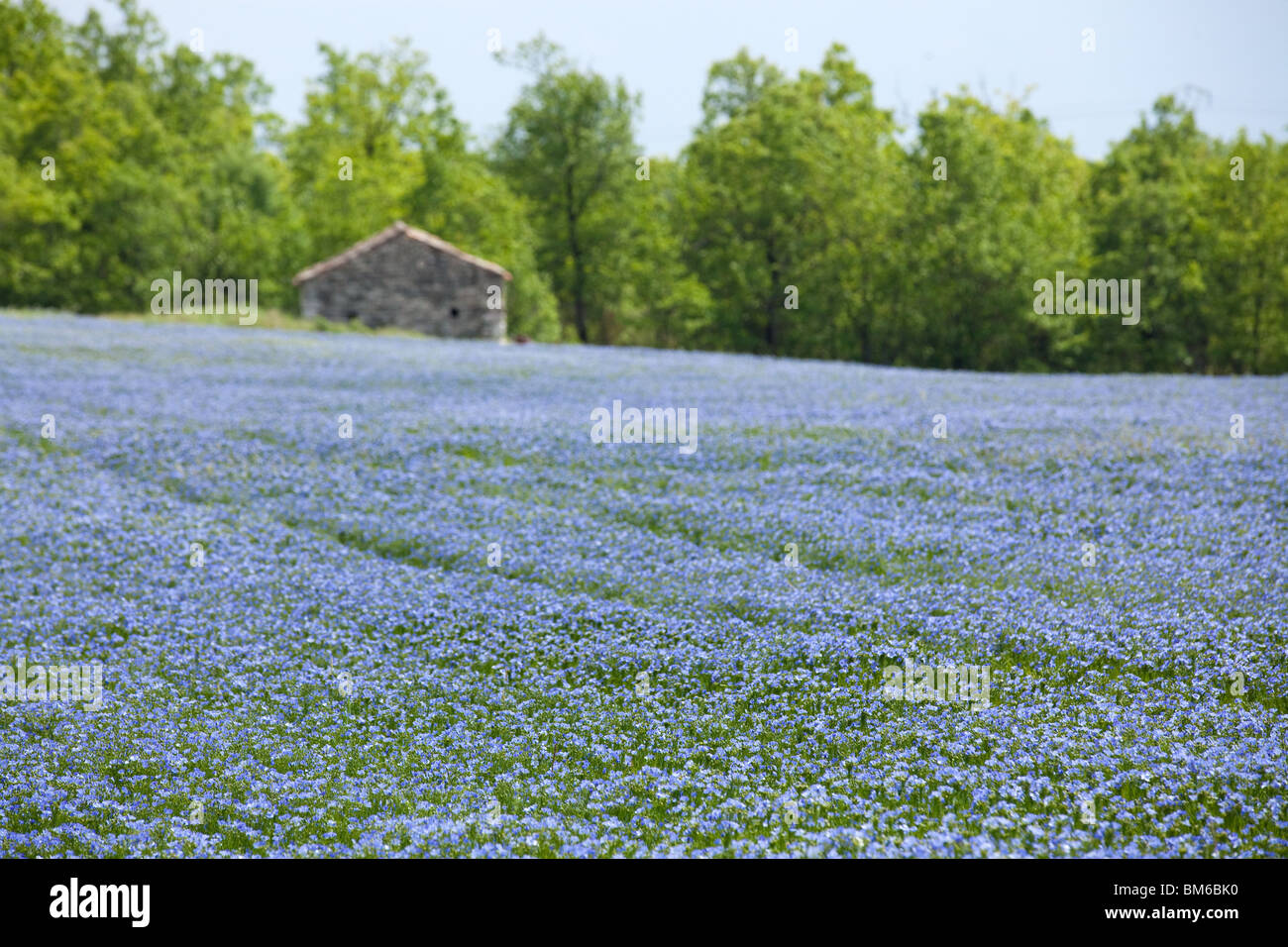 Flax field hi-res stock photography and images - Alamy