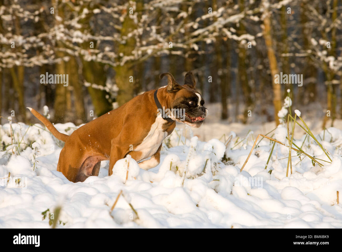 Boxer dog profile hi-res stock photography and images - Alamy