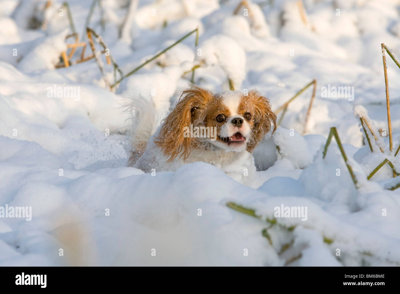 Cavalier gallop hi-res stock photography and images - Alamy