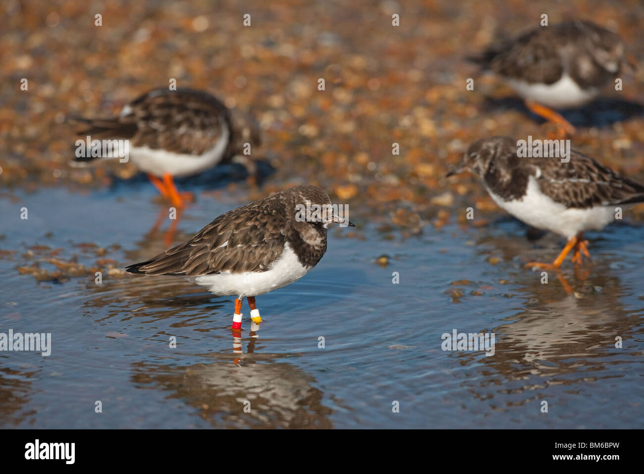 Turnstone Arenaria interpres colour ringed Stock Photo - Alamy