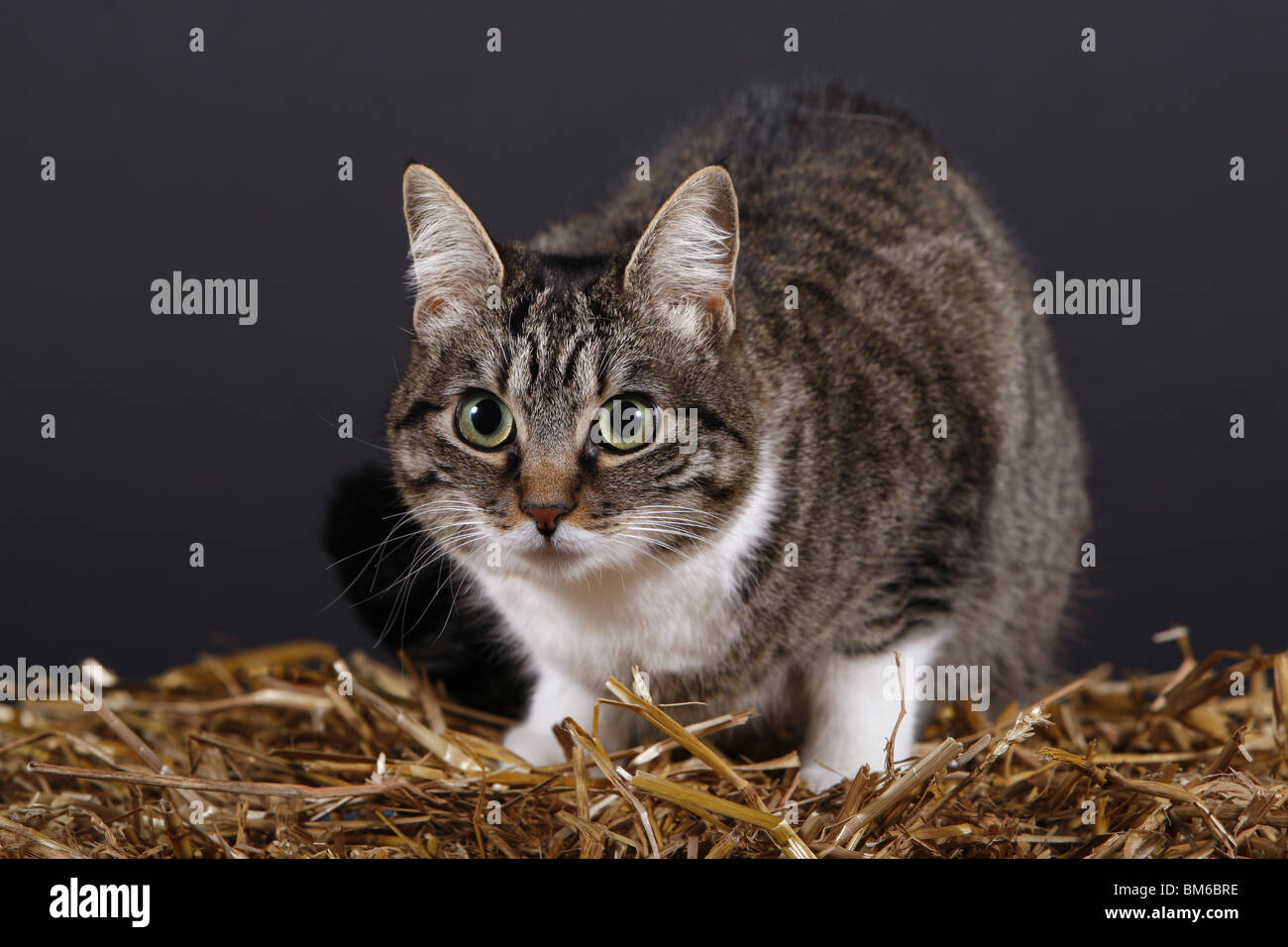 Anxious behaviour hi-res stock photography and images - Alamy