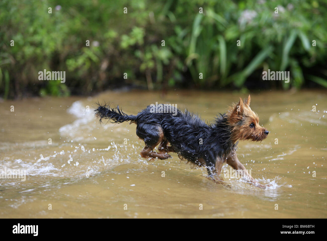 Yorkshire Terrier in water Stock Photo - Alamy