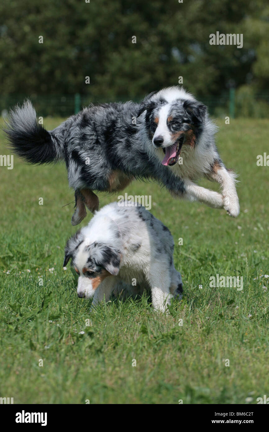Dancing shepherds hi-res stock photography and images - Alamy