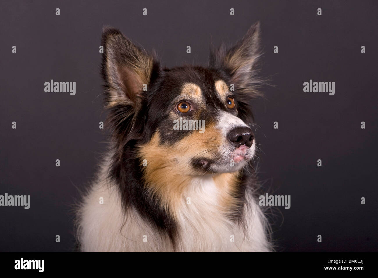 Border Collie Portrait Stock Photo - Alamy