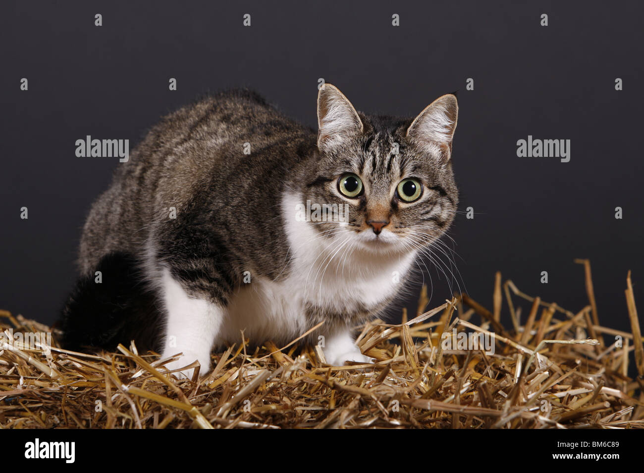 Dometic hi-res stock photography and images - Alamy