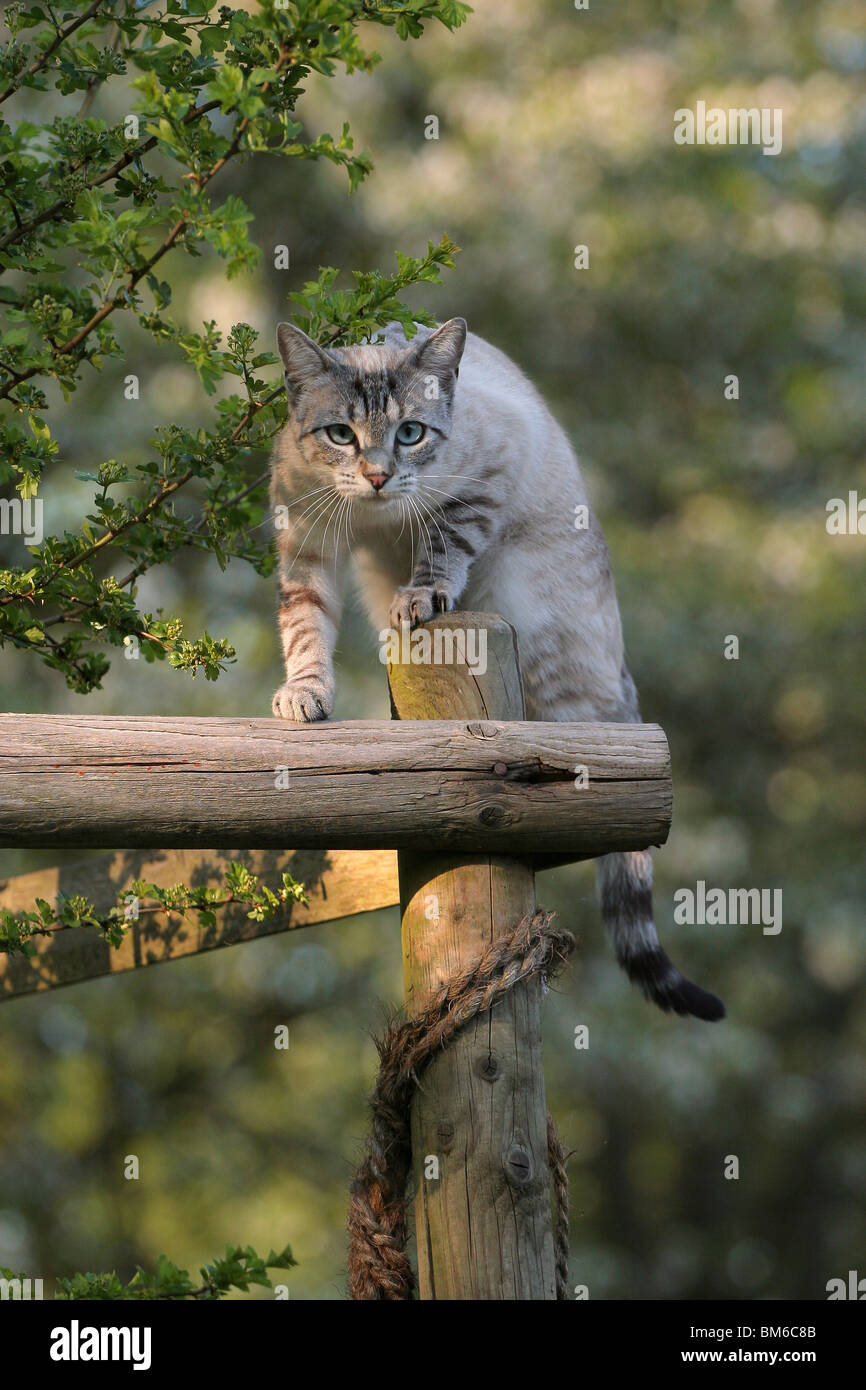 The siamese house hi-res stock photography and images - Alamy