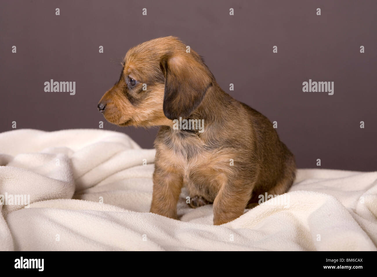 Young puppy hi-res stock photography and images - Alamy