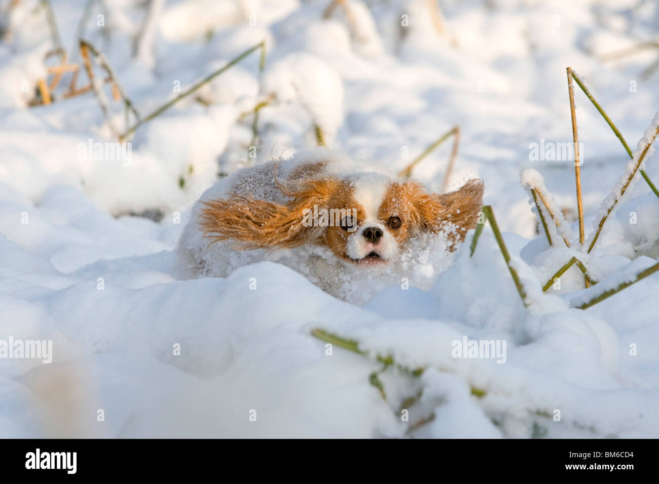 Cavalier gallop hi-res stock photography and images - Alamy