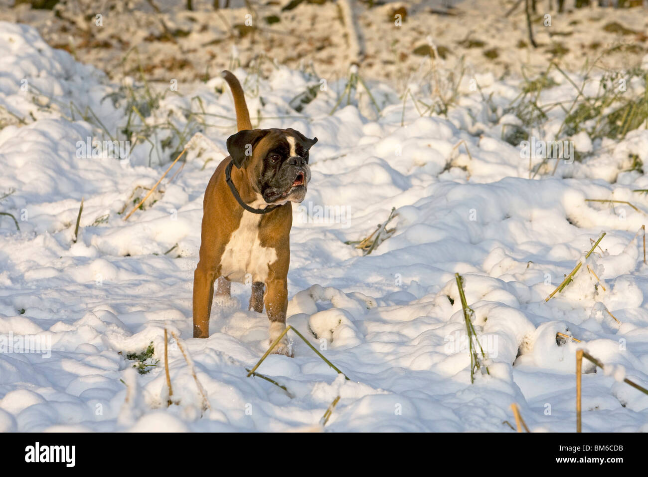 Boxer dog in snow in hi-res stock photography and images - Alamy