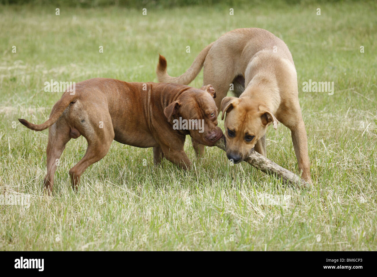 spielende Hunde / playing dogs Stock Photo - Alamy