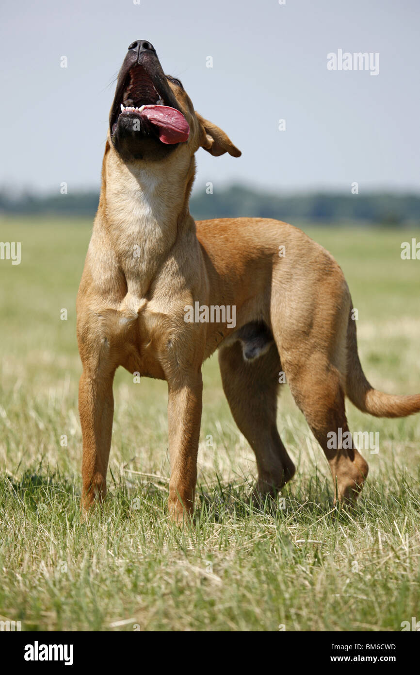Mischling / mongrel Stock Photo - Alamy
