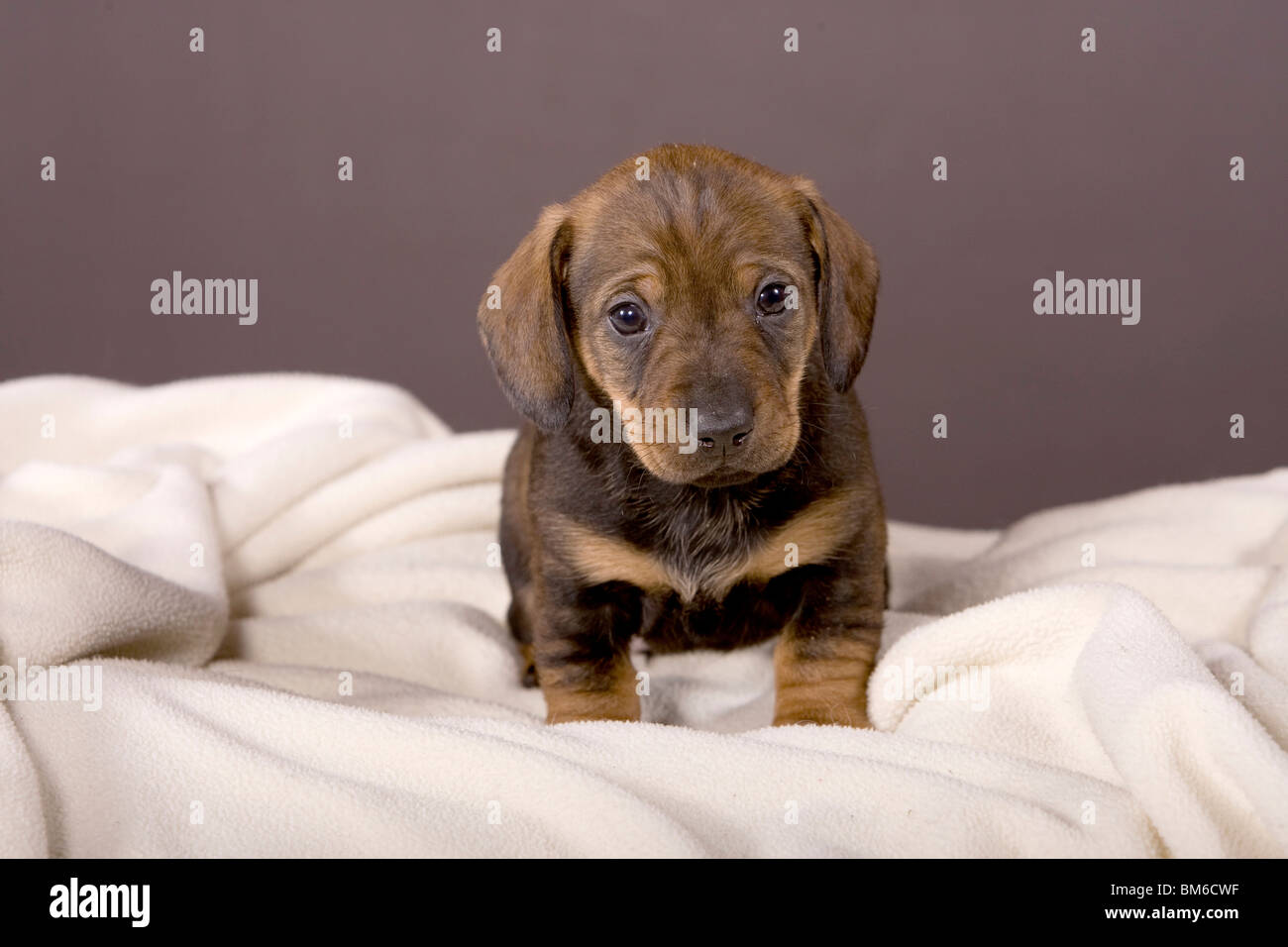5 young dogs hi-res stock photography and images - Alamy