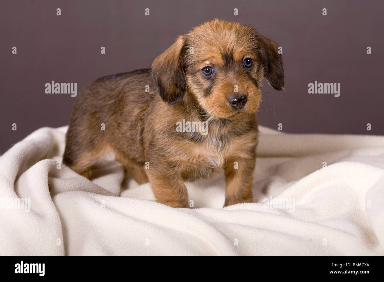 Young puppy hi-res stock photography and images - Alamy
