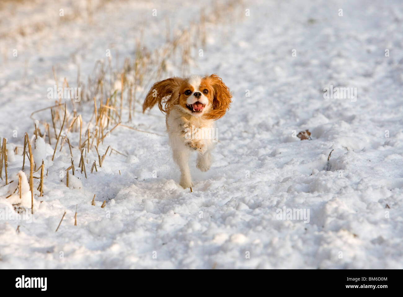 Cavalier gallop hi-res stock photography and images - Alamy