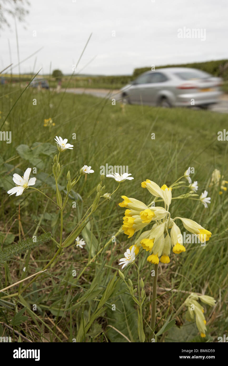 Roadside wild flowers hi-res stock photography and images - Alamy