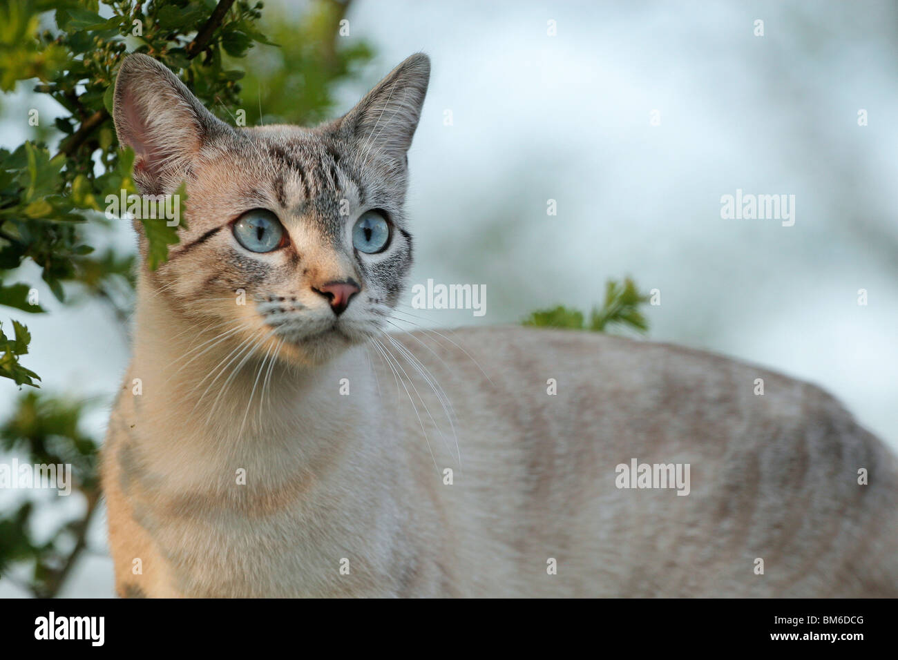 Siamese cat outside hi-res stock photography and images - Alamy