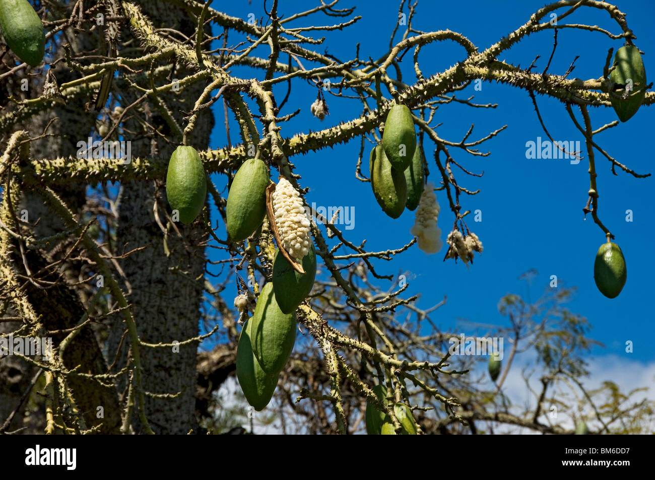 Fruits Of Kapok Tree High Resolution Stock Photography and Images - Alamy